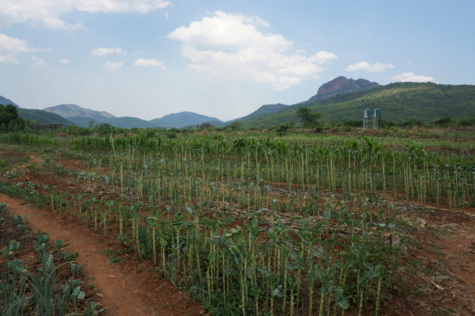 A Harvest for Hunger in Rural Zimbabwe