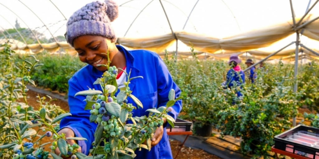 UK connects Zimbabwean farmers with UK and European buyers
